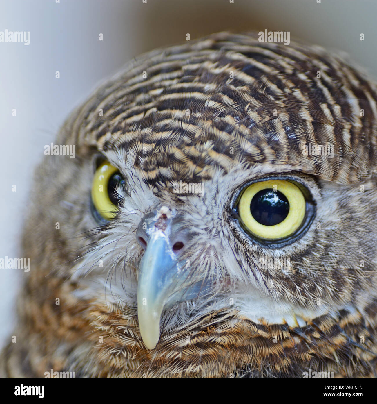 Brown bird, Asian Barred Owlet (Glaucidium cuculoides), face profile ...