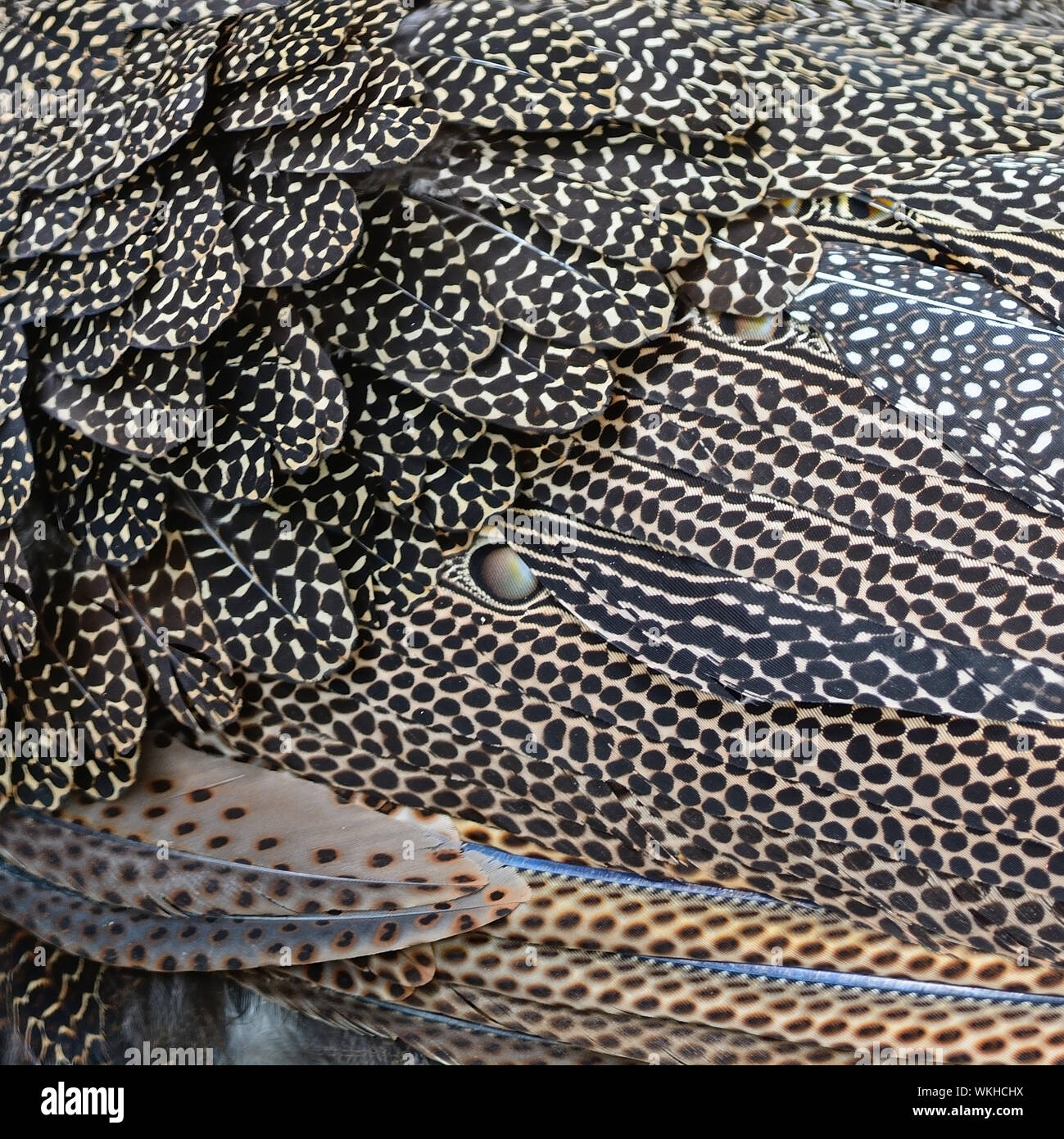 Tail great argus pheasant hi-res stock photography and images - Alamy