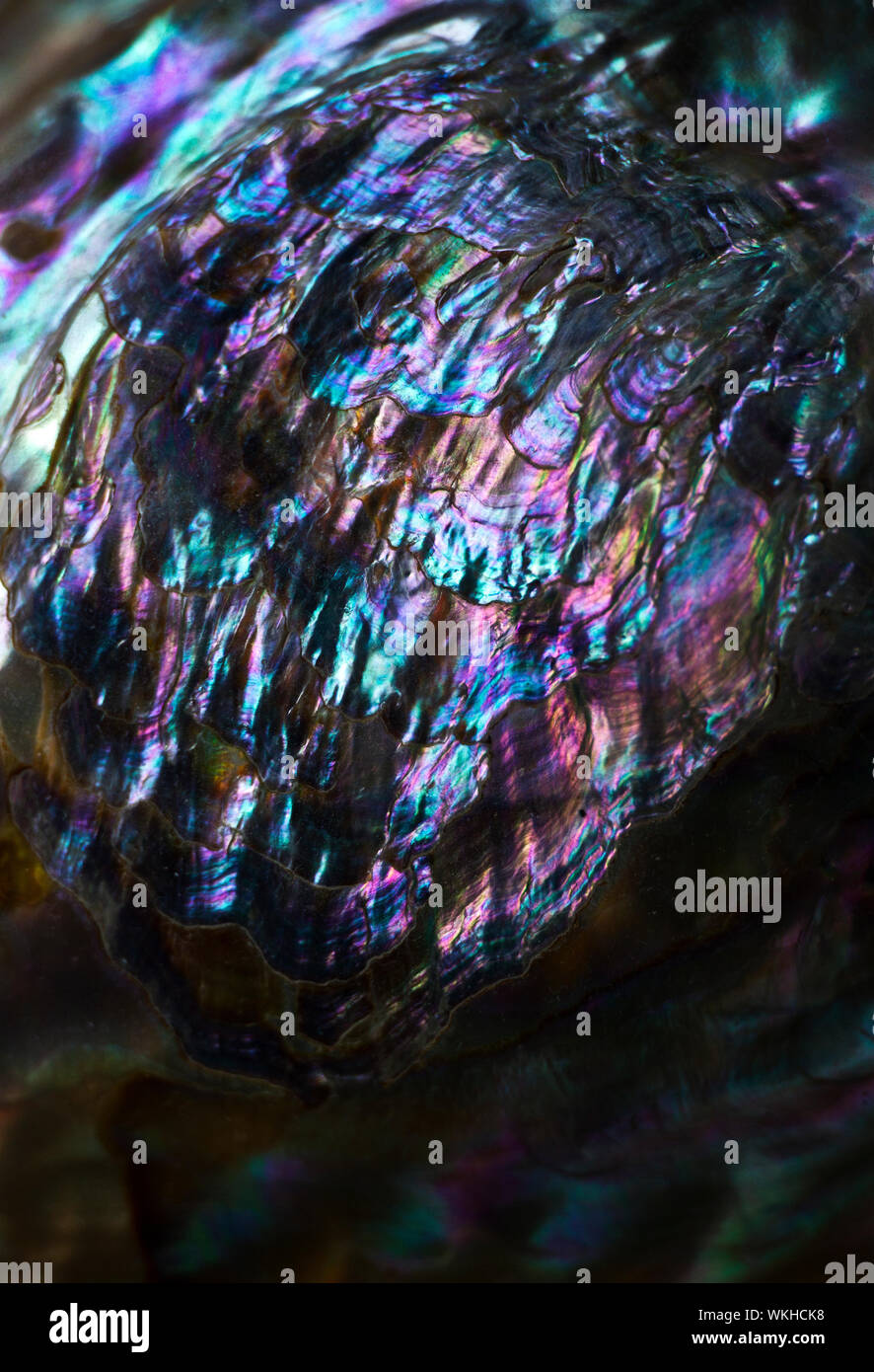 Iridescent shells hi-res stock photography and images - Alamy