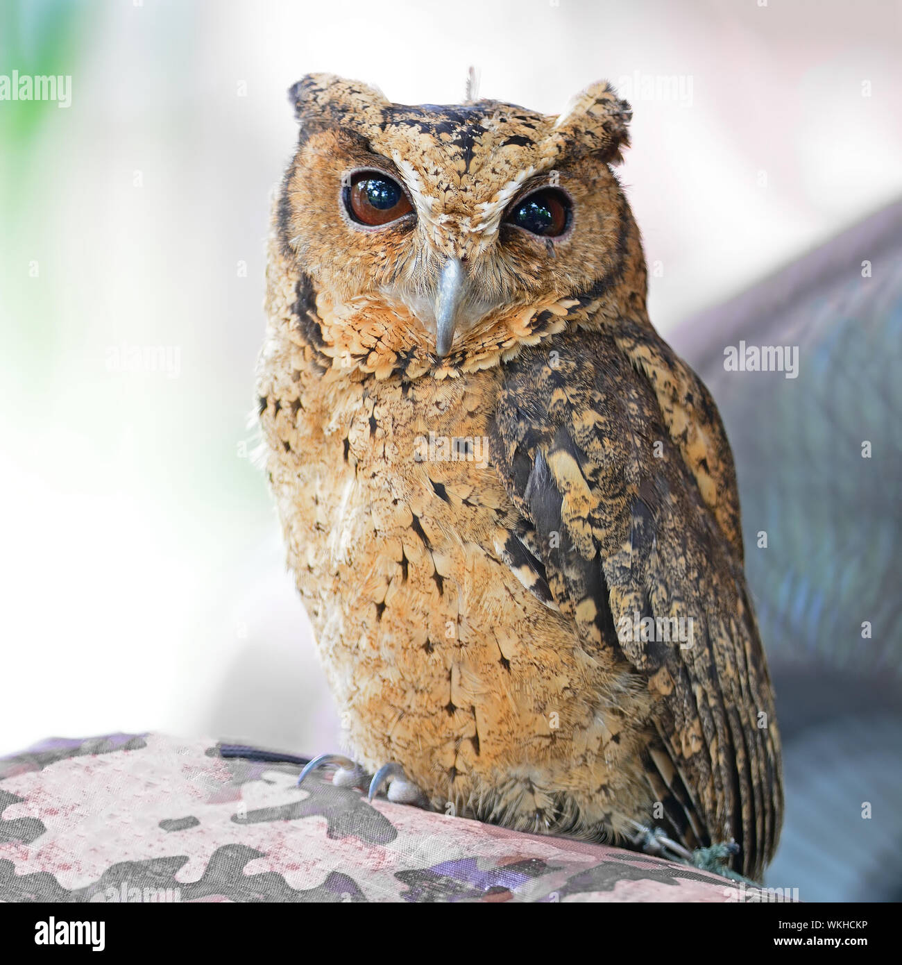 Oriental scops owl hi-res stock photography and images - Alamy