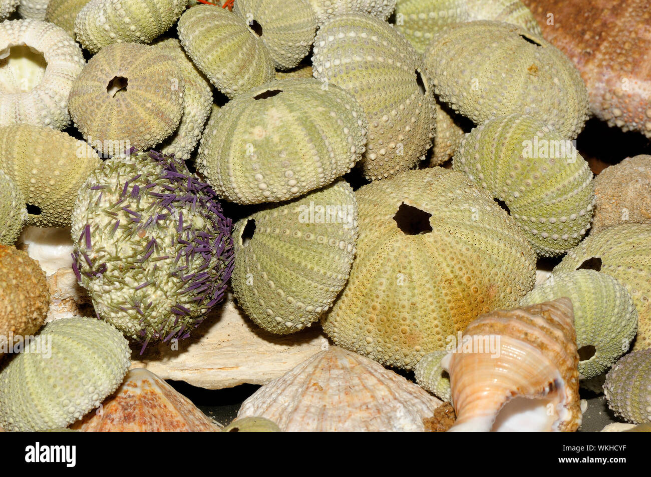 Endoskeletons hi-res stock photography and images - Alamy