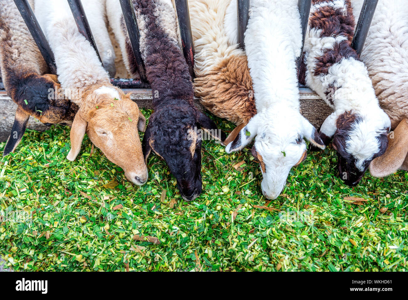 Sheep eating hi-res stock photography and images - Alamy