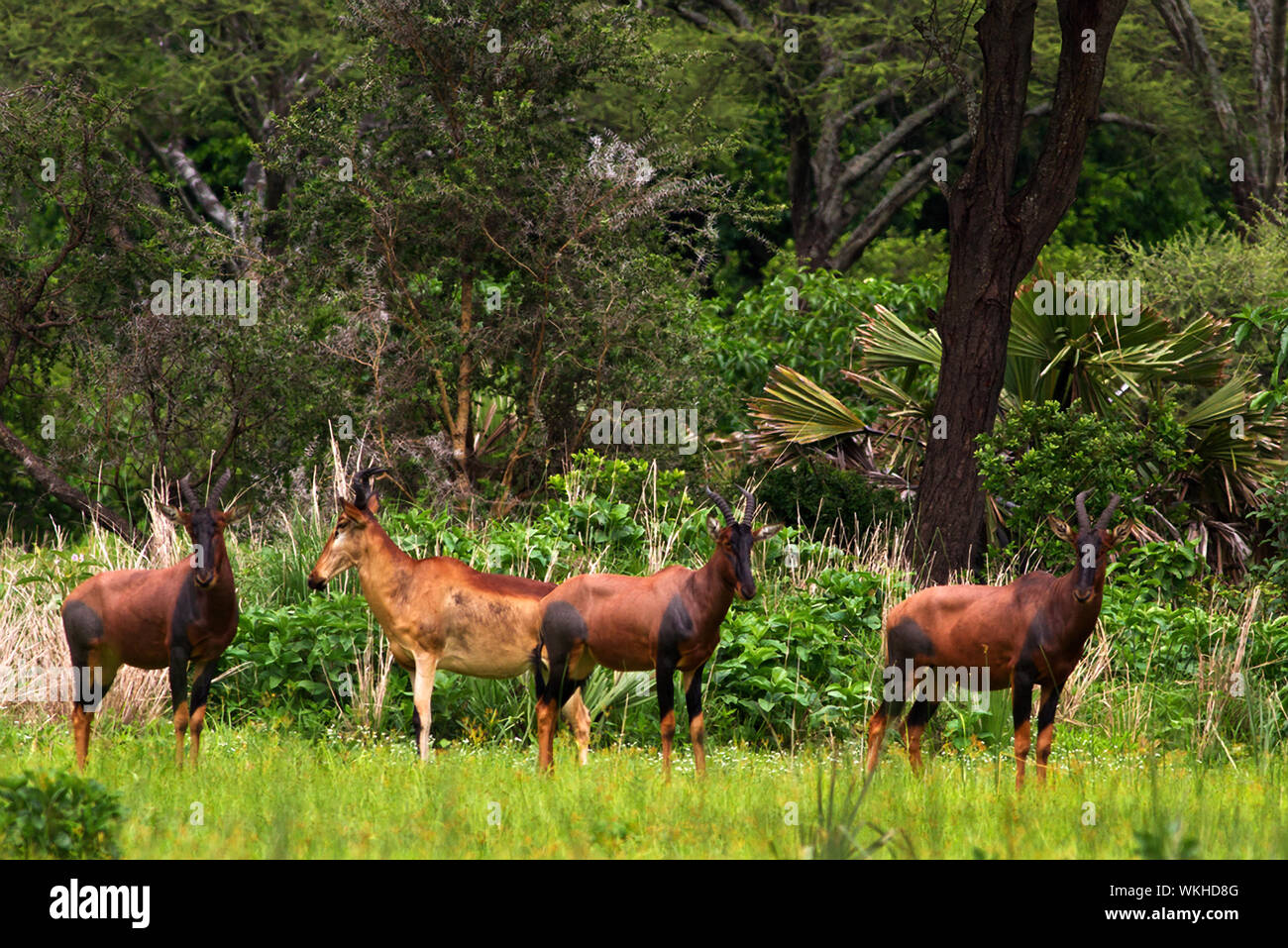 Katavi National park is one of the few habitats where Kongoni and Topi ...