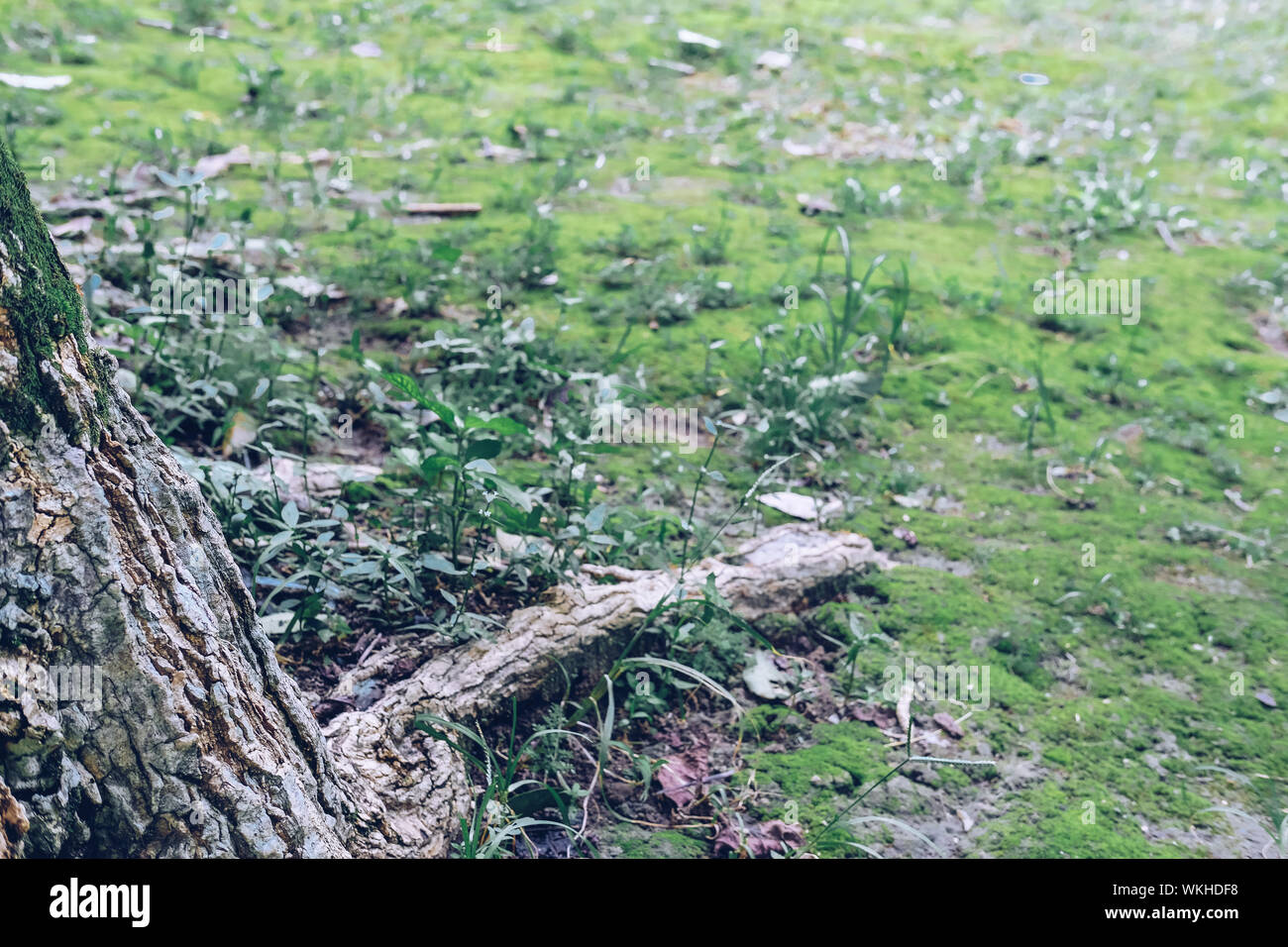 Root base big tree hi-res stock photography and images - Alamy