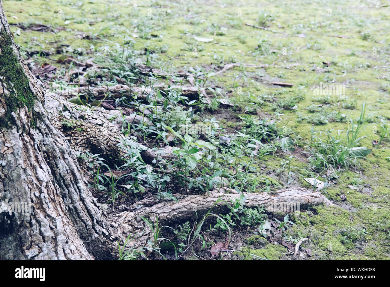 Strong moss growth hi-res stock photography and images - Alamy