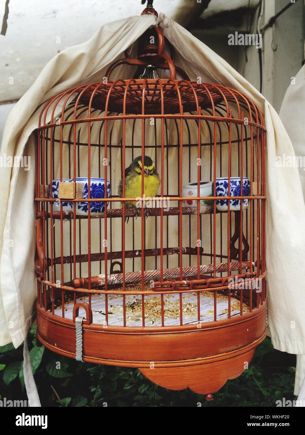Caged bird hi-res stock photography and images - Alamy
