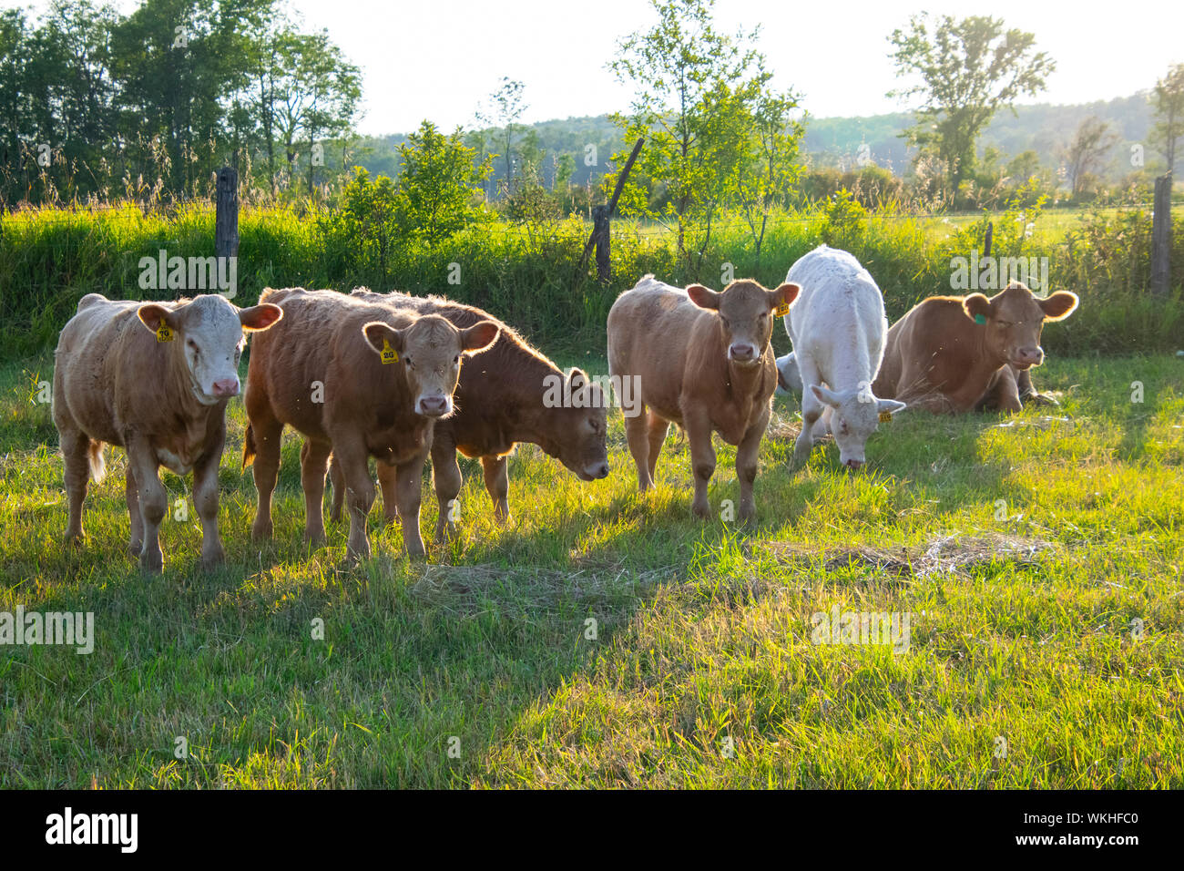 Group of calves hi-res stock photography and images - Alamy