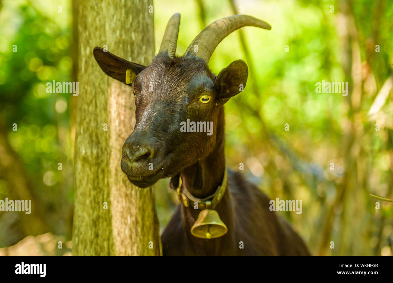 The goat tree hi-res stock photography and images - Alamy