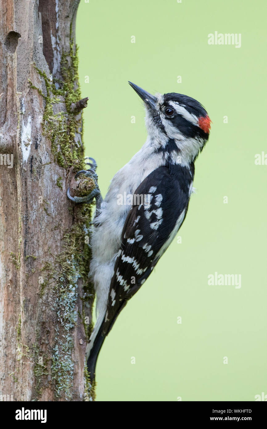 Woodpecker feet hi-res stock photography and images - Alamy