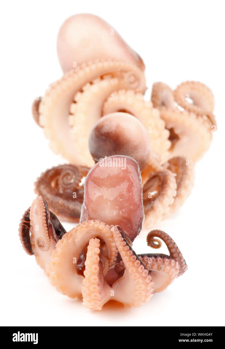 Three Gourmet Smoked Octopuses Full Body In a Row isolated on white ...