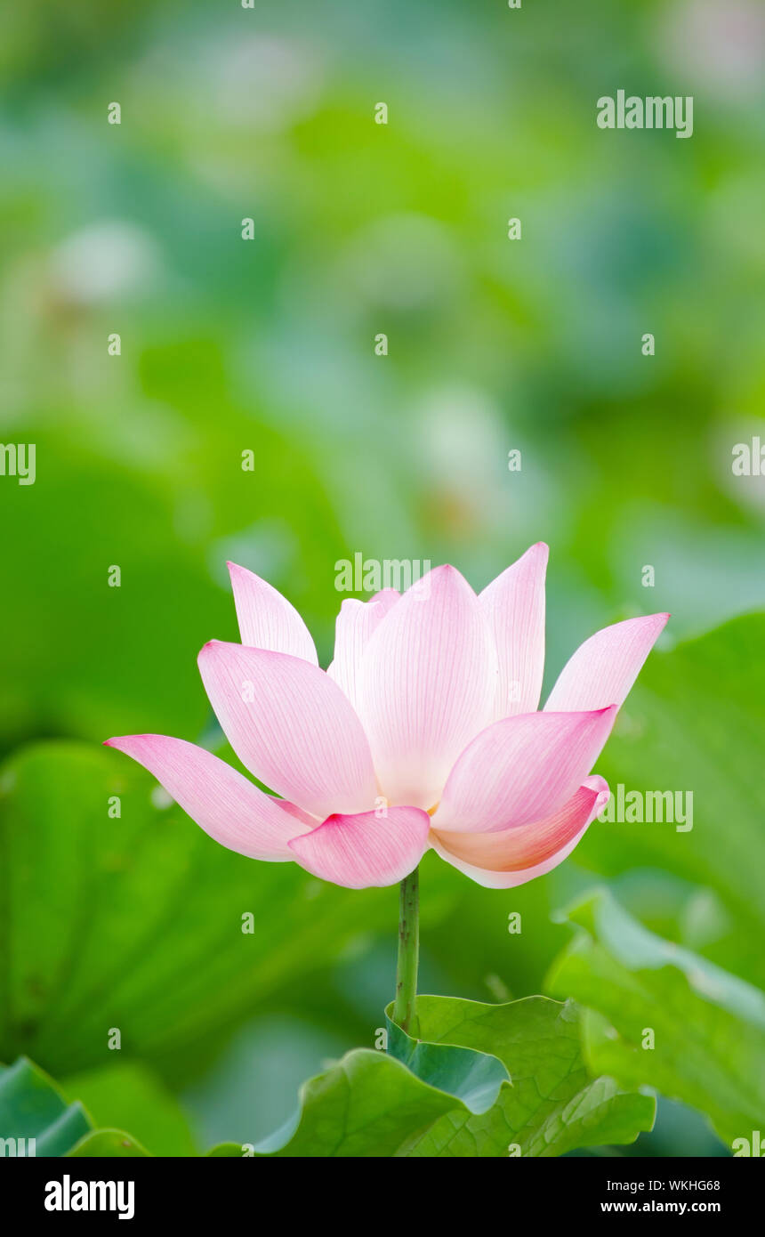 Lotus flower in the farm at daytime in Taiwan, Asia Stock Photo - Alamy
