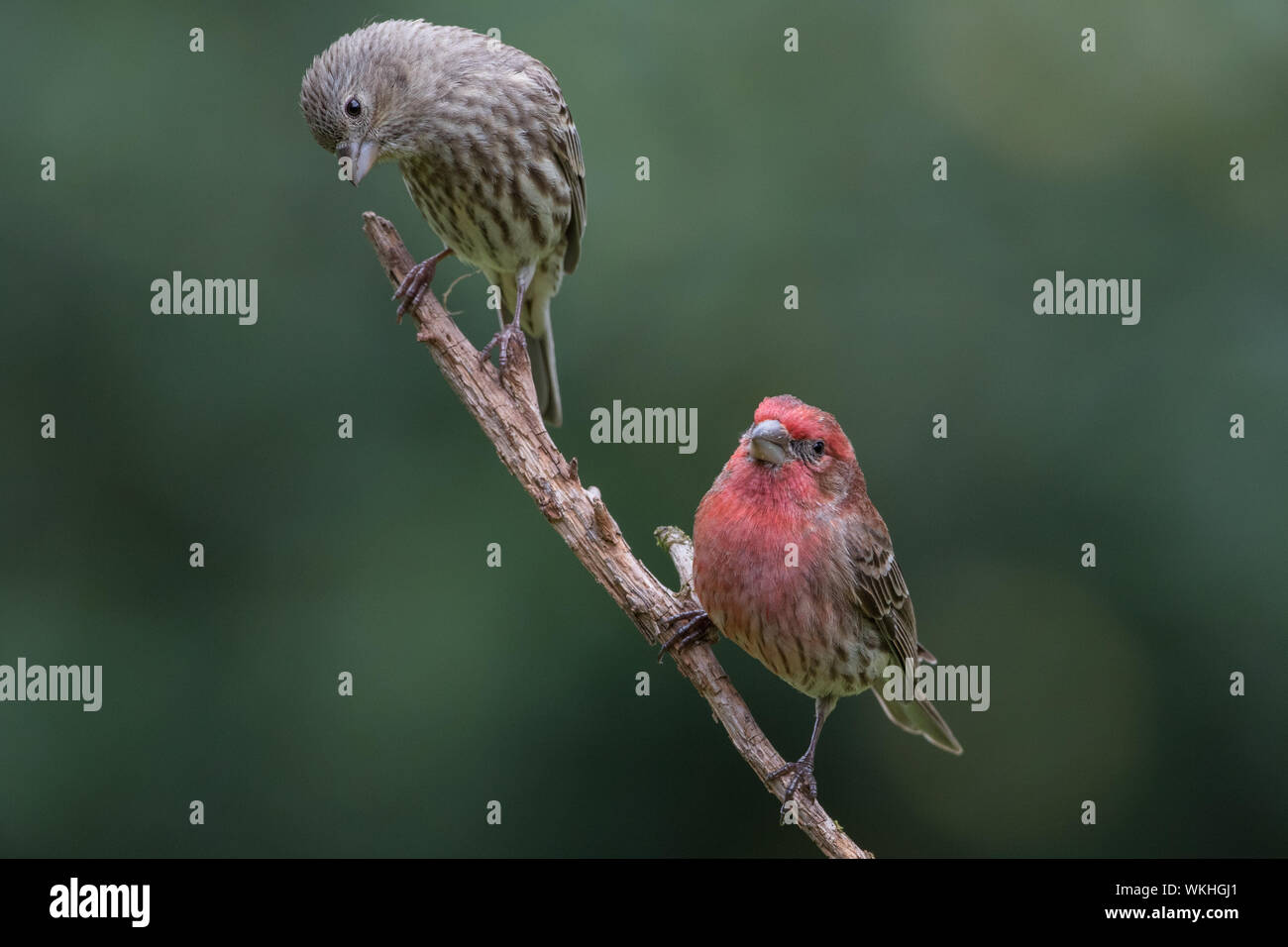Finches hi-res stock photography and images - Alamy