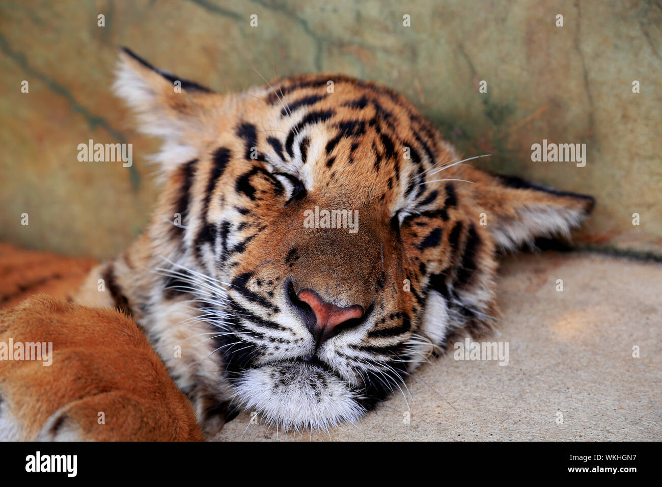 Sleeping tiger cub hi-res stock photography and images - Alamy