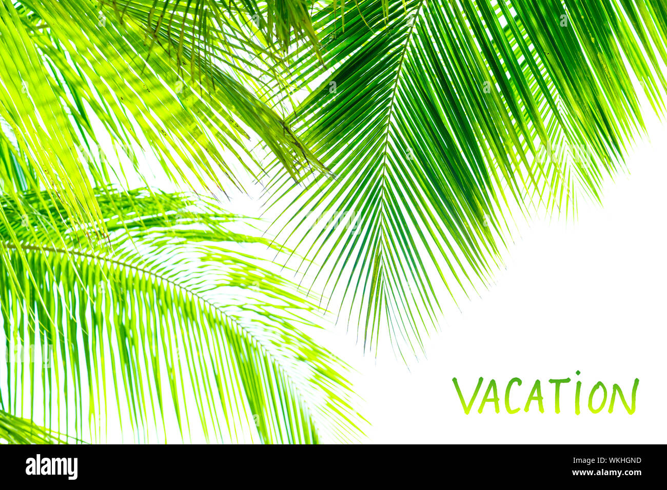 Palm tree leaves border Stock Photo - Alamy