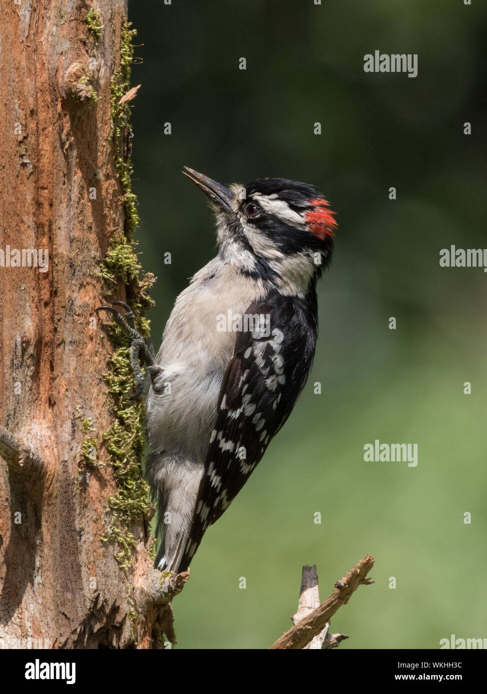 Woodpecker feet hi-res stock photography and images - Alamy