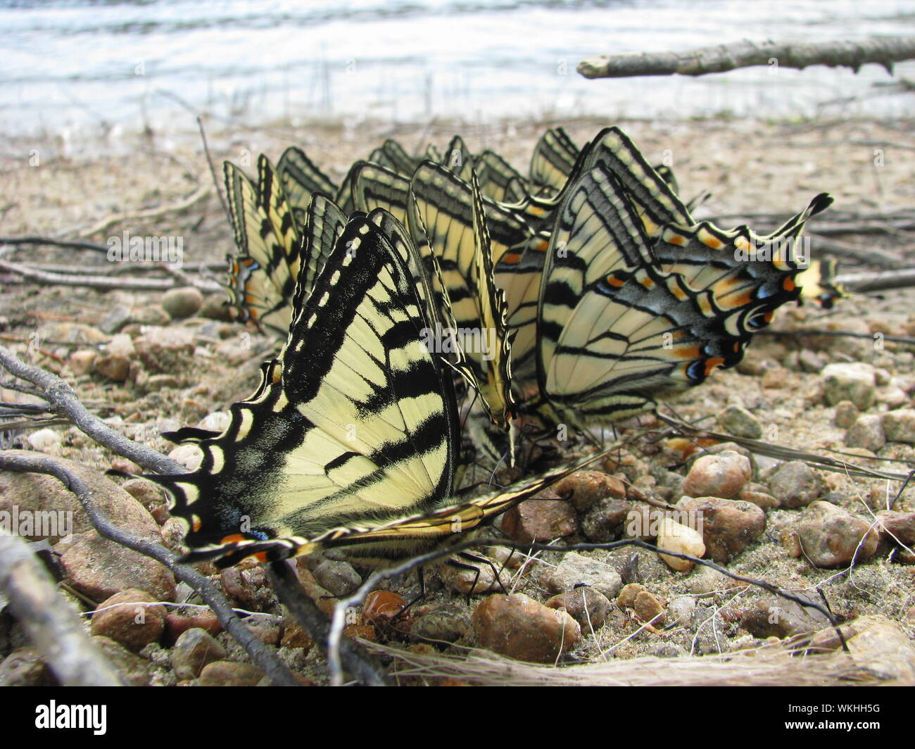 Butterfly beach hi-res stock photography and images - Alamy