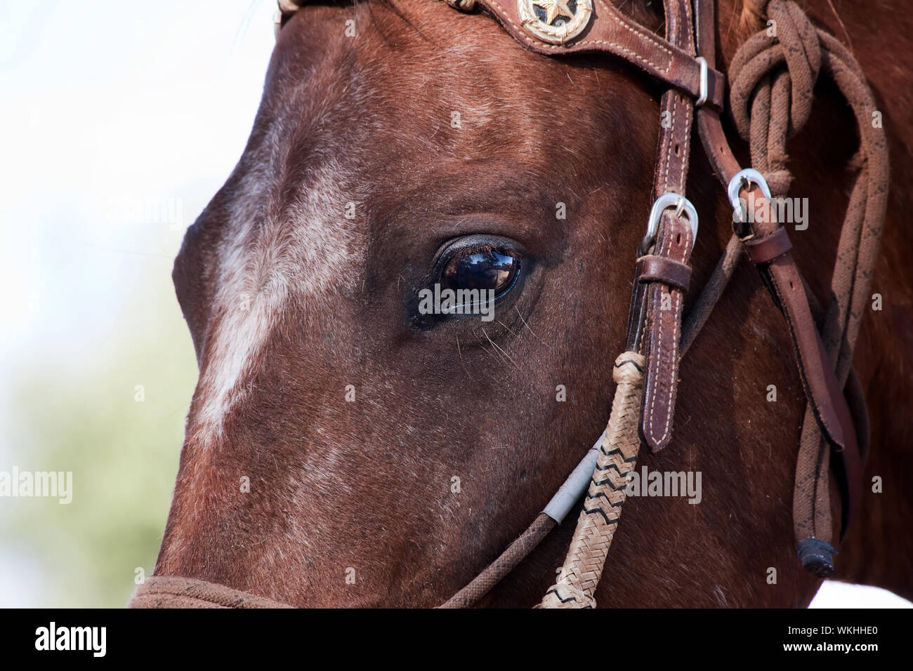 Close up eye of horse wearing leather bridle Stock Photo - Alamy
