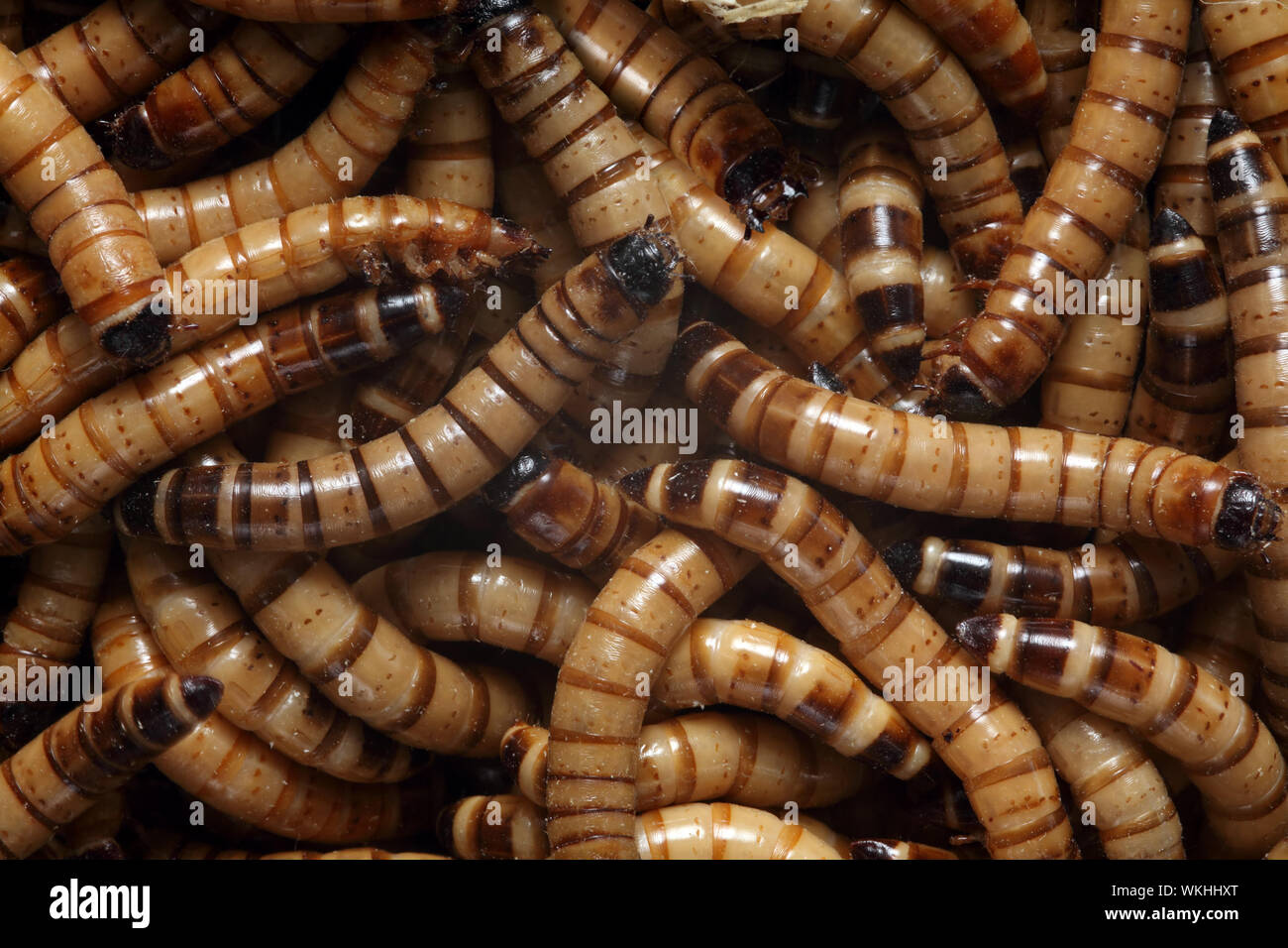 Superworms hi-res stock photography and images - Alamy