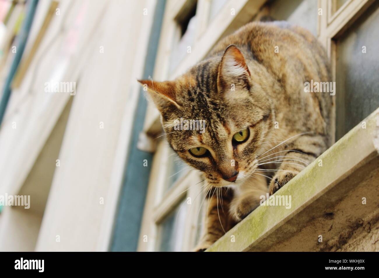 Watching from window hi-res stock photography and images - Alamy