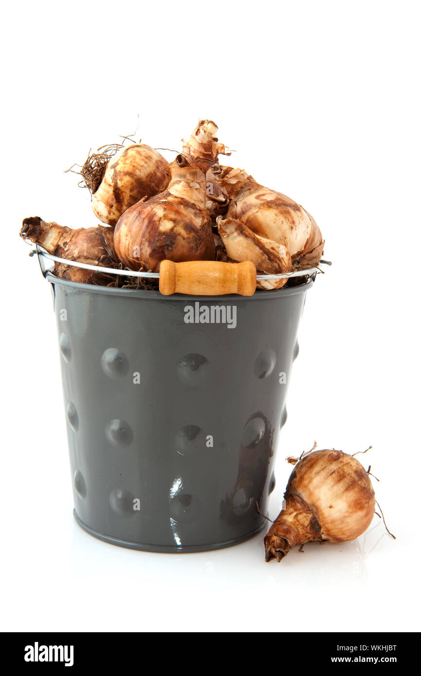 Daffodils flower bulbs in a grey metal bucket Stock Photo - Alamy