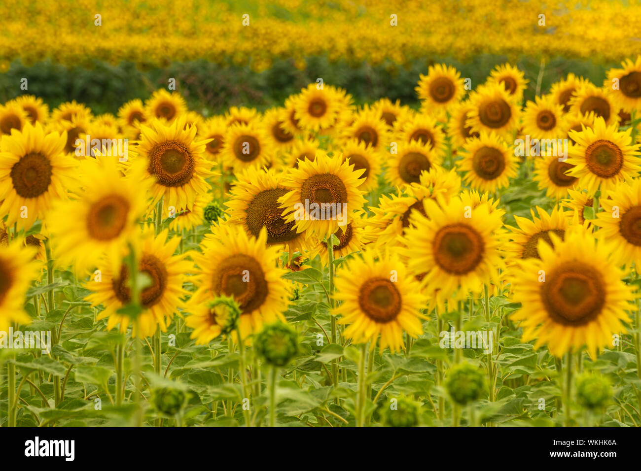 Beautiful sunflowers field Stock Photo - Alamy
