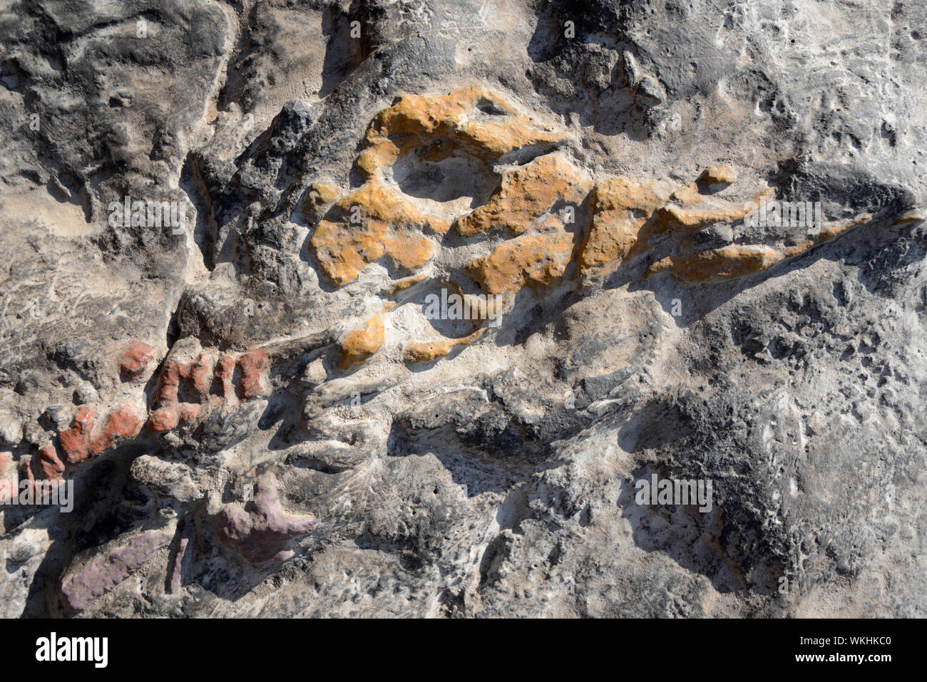 Ichthyosaurus fossil hi-res stock photography and images - Alamy