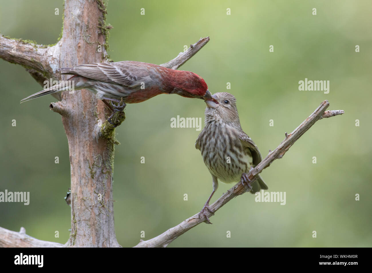 Courtship behavior between a pair of house finches, Haemohous mexicanus ...