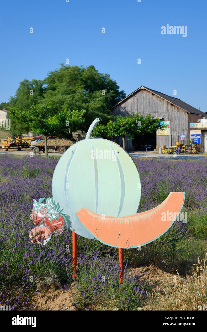 Melon field france hi-res stock photography and images - Alamy