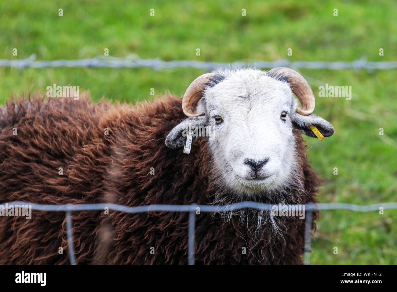 Herdwick rams hi-res stock photography and images - Alamy