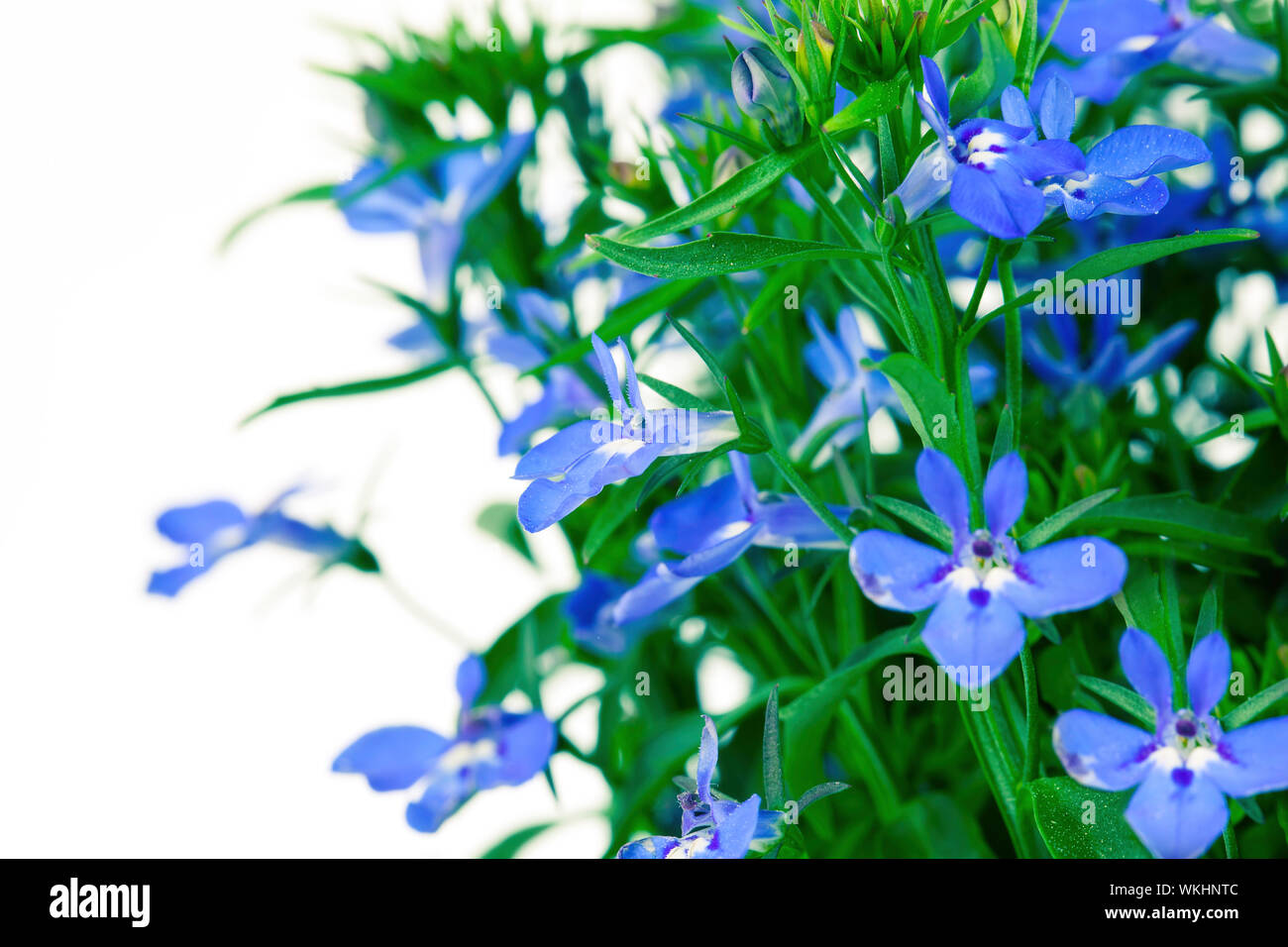 A sprig of blue lobelia, on a white background Stock Photo - Alamy