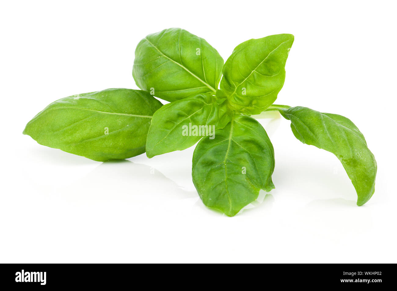 Fresh basil leaves in closeup Stock Photo - Alamy