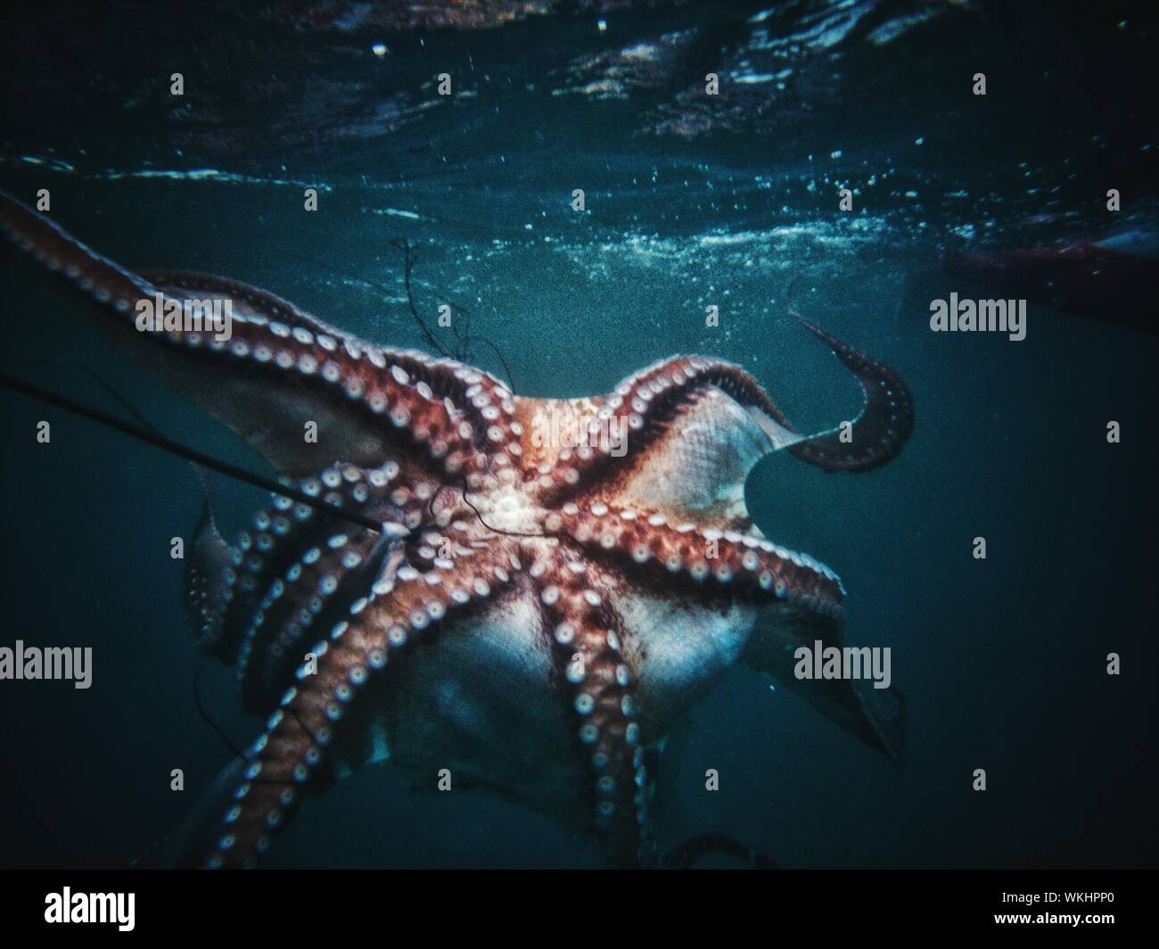 Octopus Swimming High Resolution Stock Photography and Images - Alamy