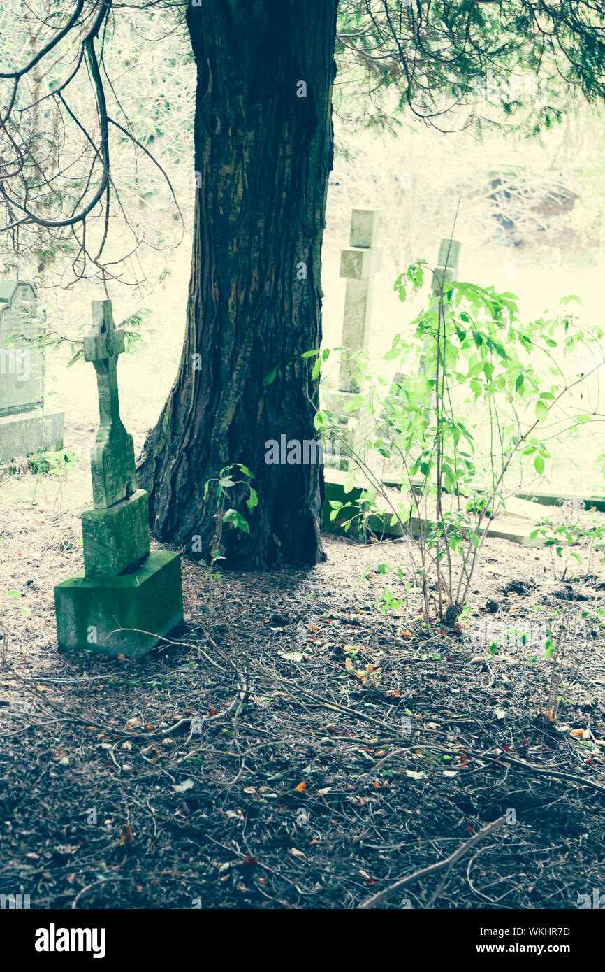 Tombstones under trees in a rural graveyard Stock Photo - Alamy