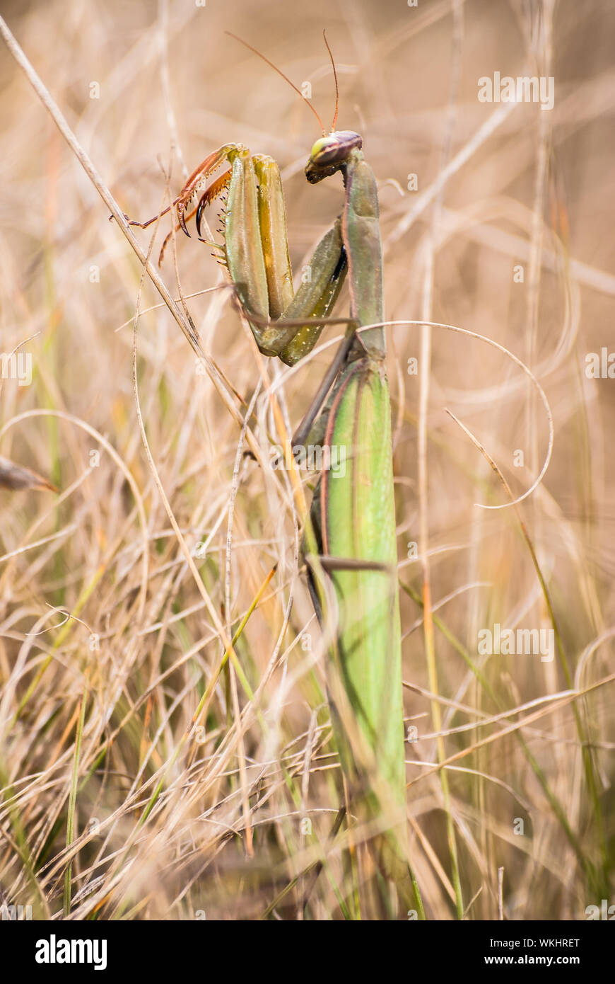 Grass mantis hi-res stock photography and images - Alamy