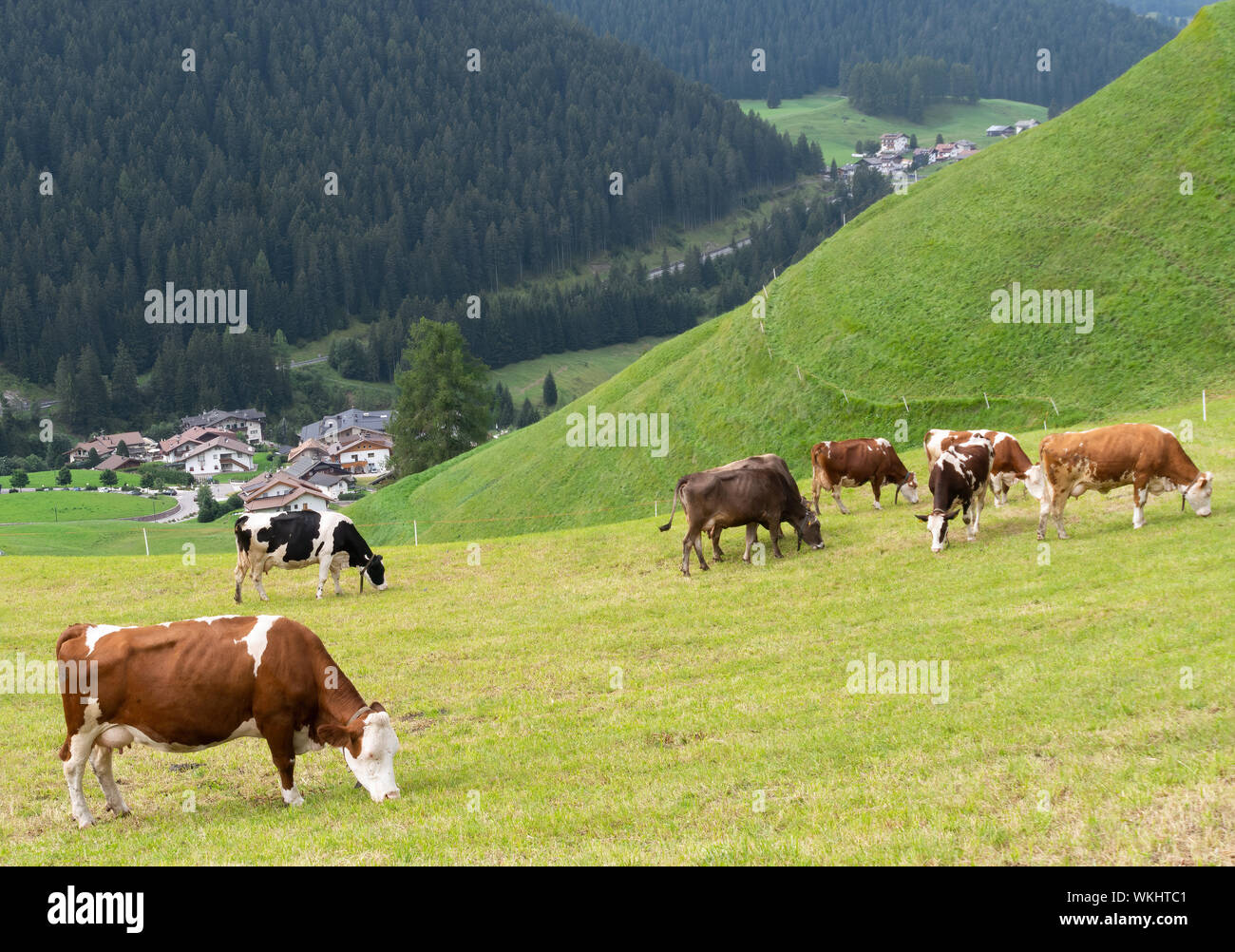 Cows grazing in the Dolomites. Dairy is an important industry in the ...