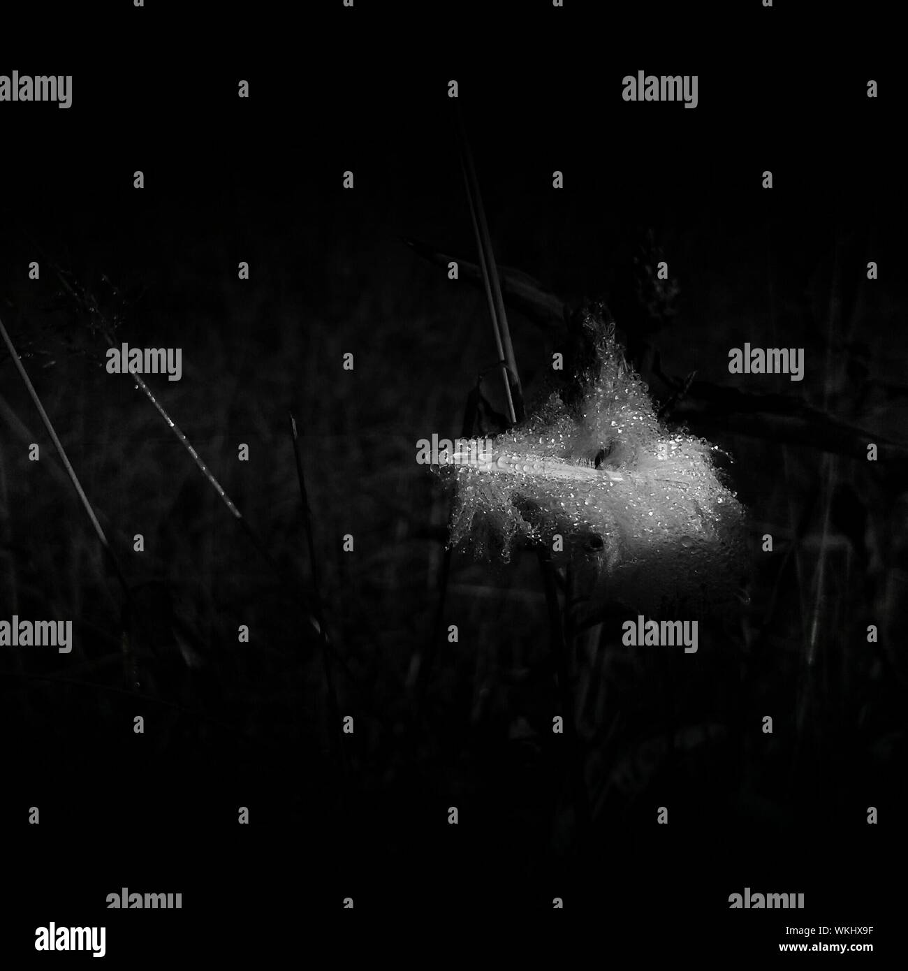 Wet feather hi-res stock photography and images - Alamy