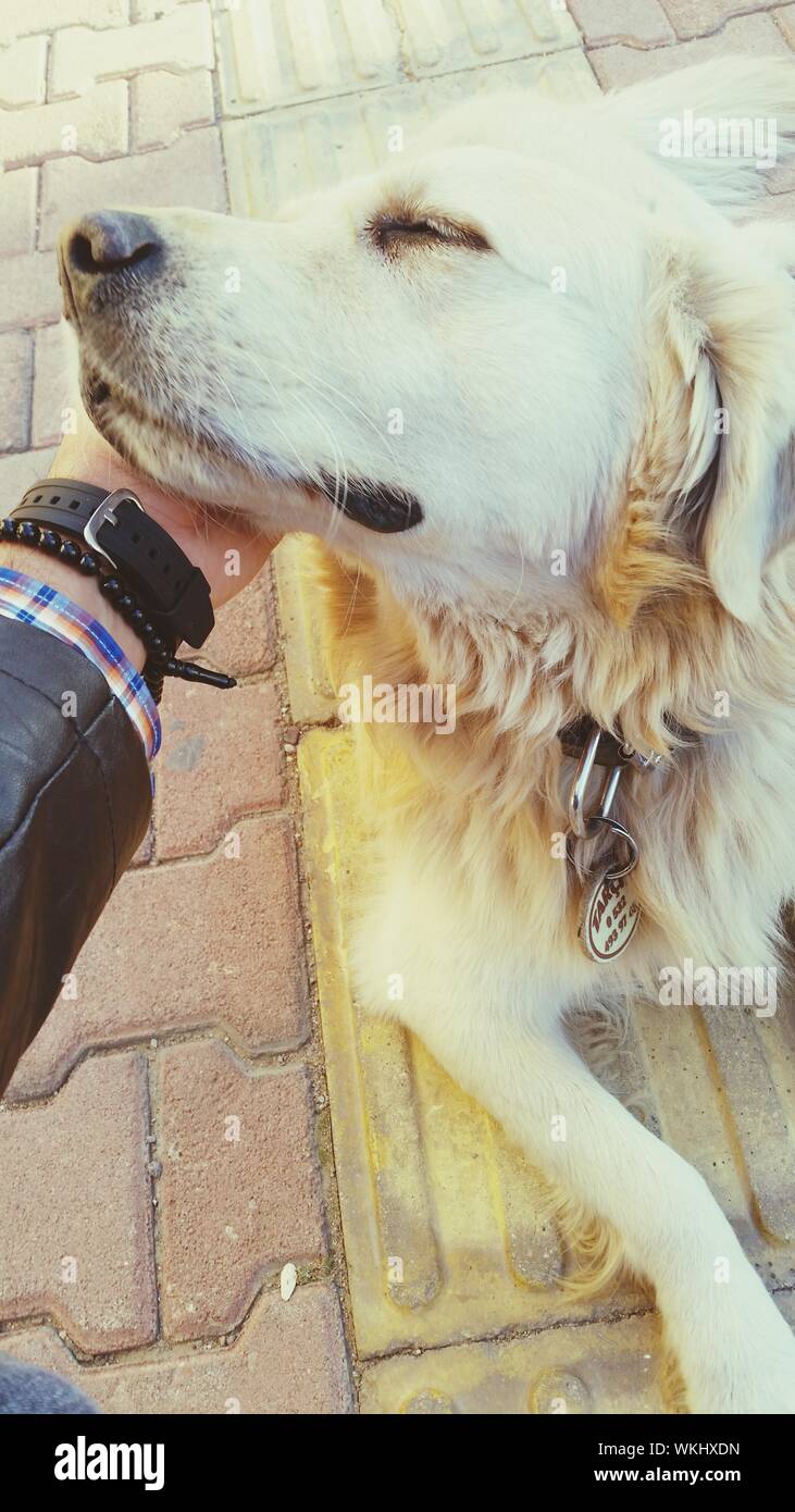 Pampered High Resolution Stock Photography and Images - Alamy