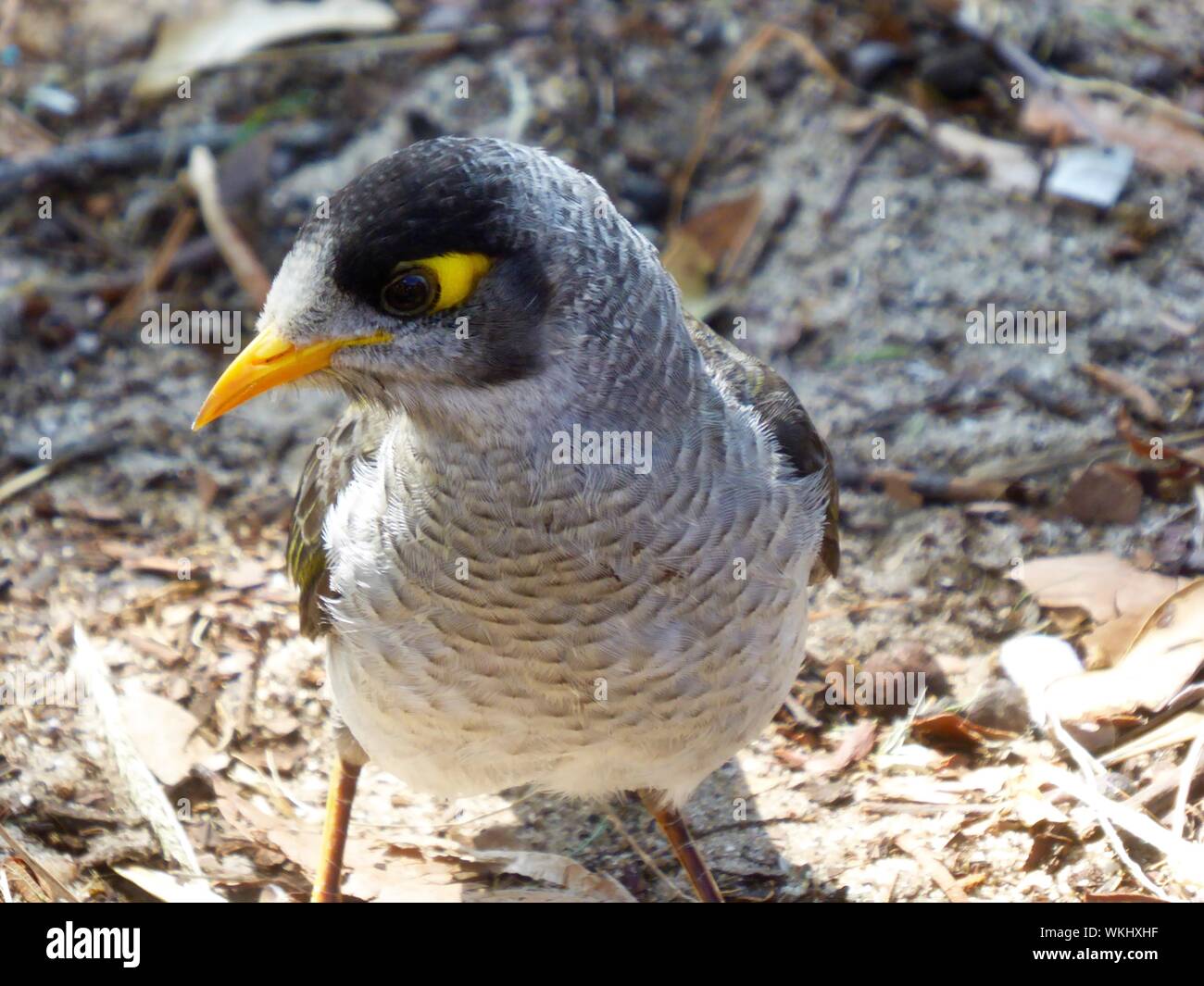 Miner bird hi-res stock photography and images - Alamy