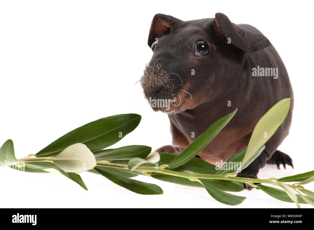 Pig olive hi-res stock photography and images - Alamy