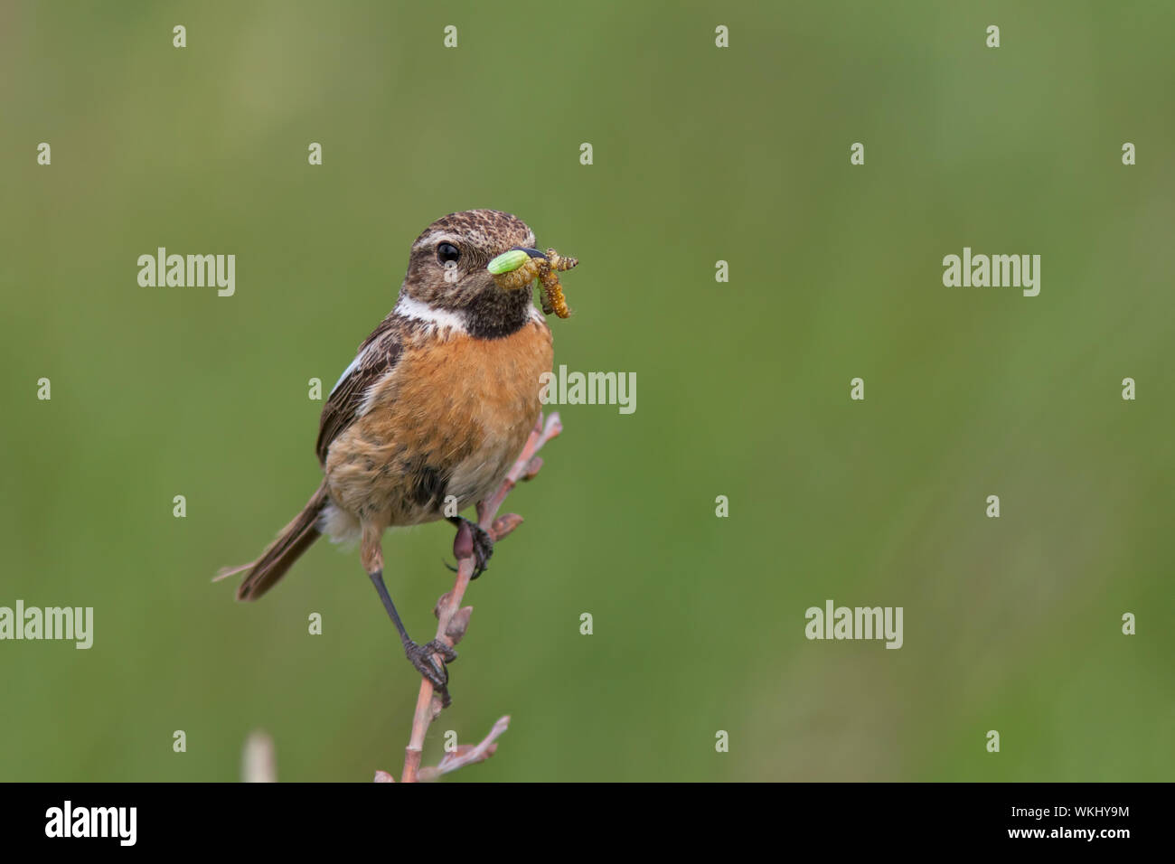 Eating insects hi-res stock photography and images - Alamy