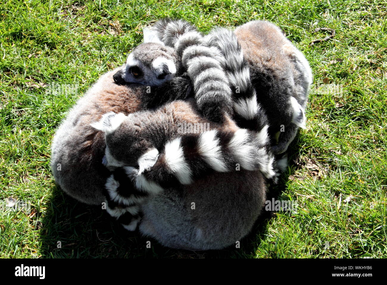 Sleeping Lemur High Resolution Stock Photography and Images - Alamy