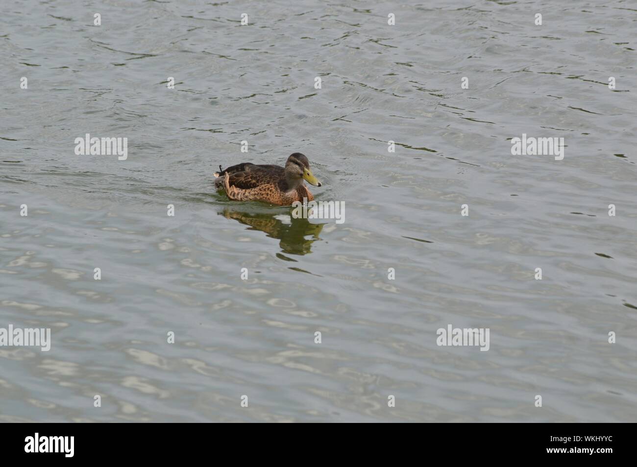 Floating duck on water hi-res stock photography and images - Alamy