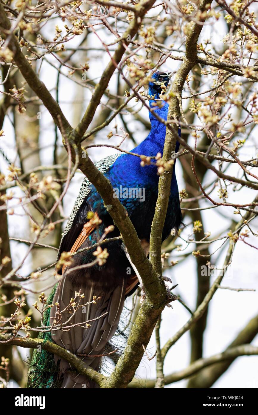 Peacock Sitting High Resolution Stock Photography and Images - Alamy