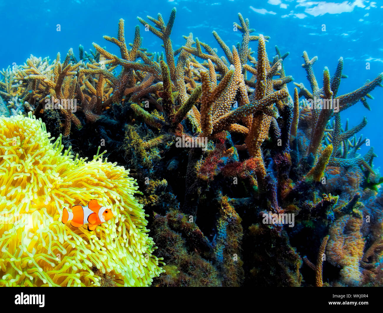 Colorful corals in the underwater landscape on Bali, Indonesia Stock ...