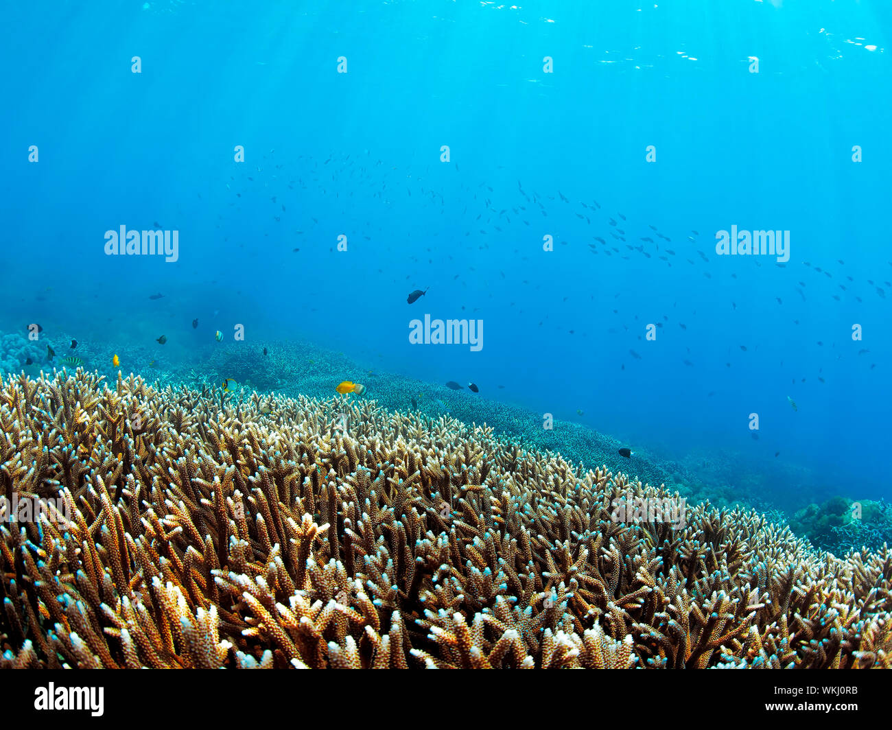 Deep water fish abyss hi-res stock photography and images - Alamy
