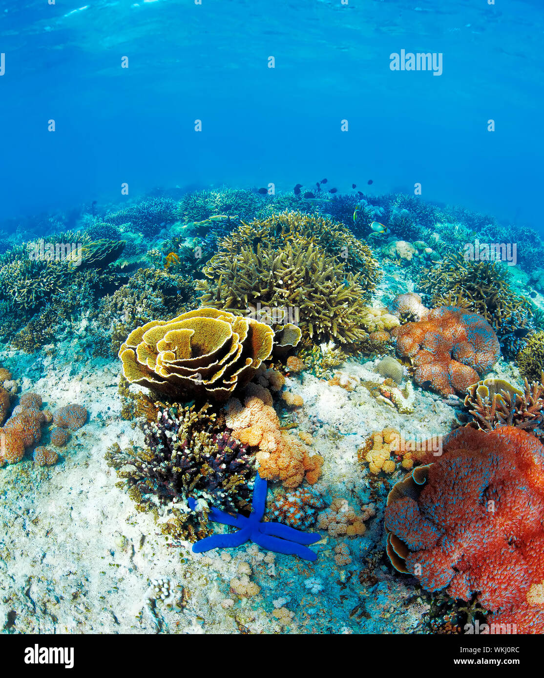 Colorful corals in the underwater landscape on Bali, Indonesia Stock ...
