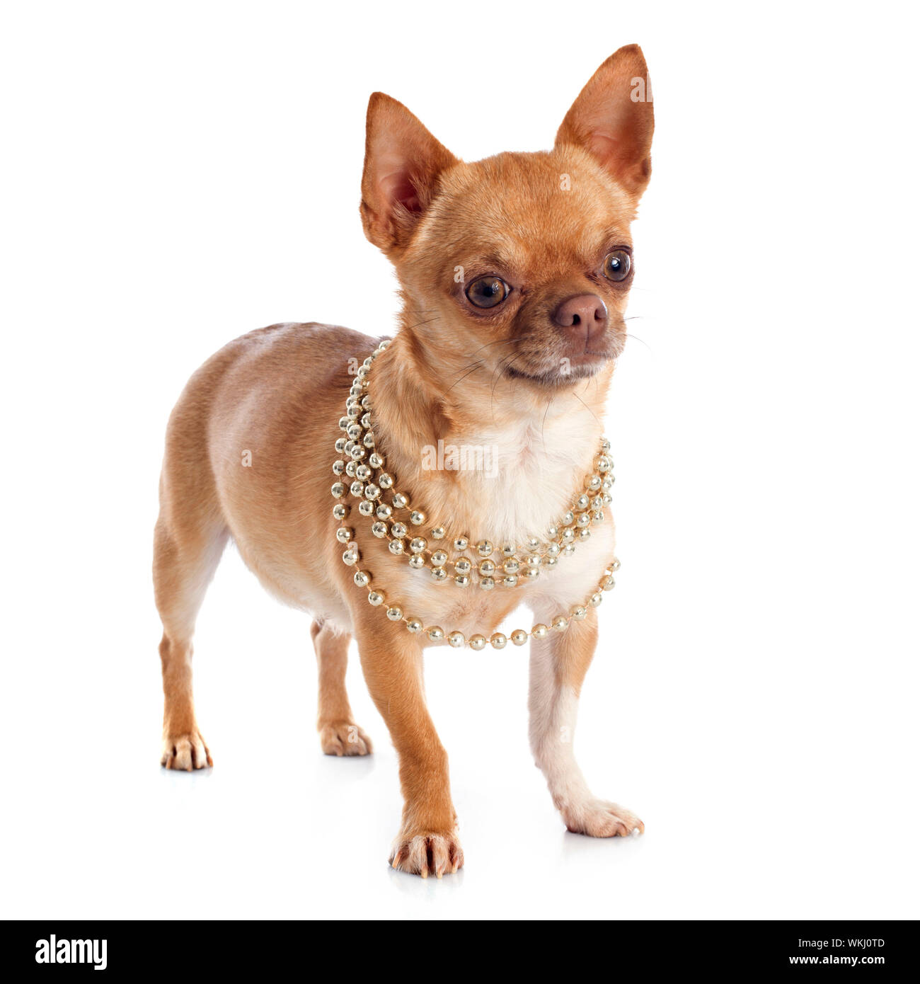 purebred chihuahua in front of white background Stock Photo - Alamy