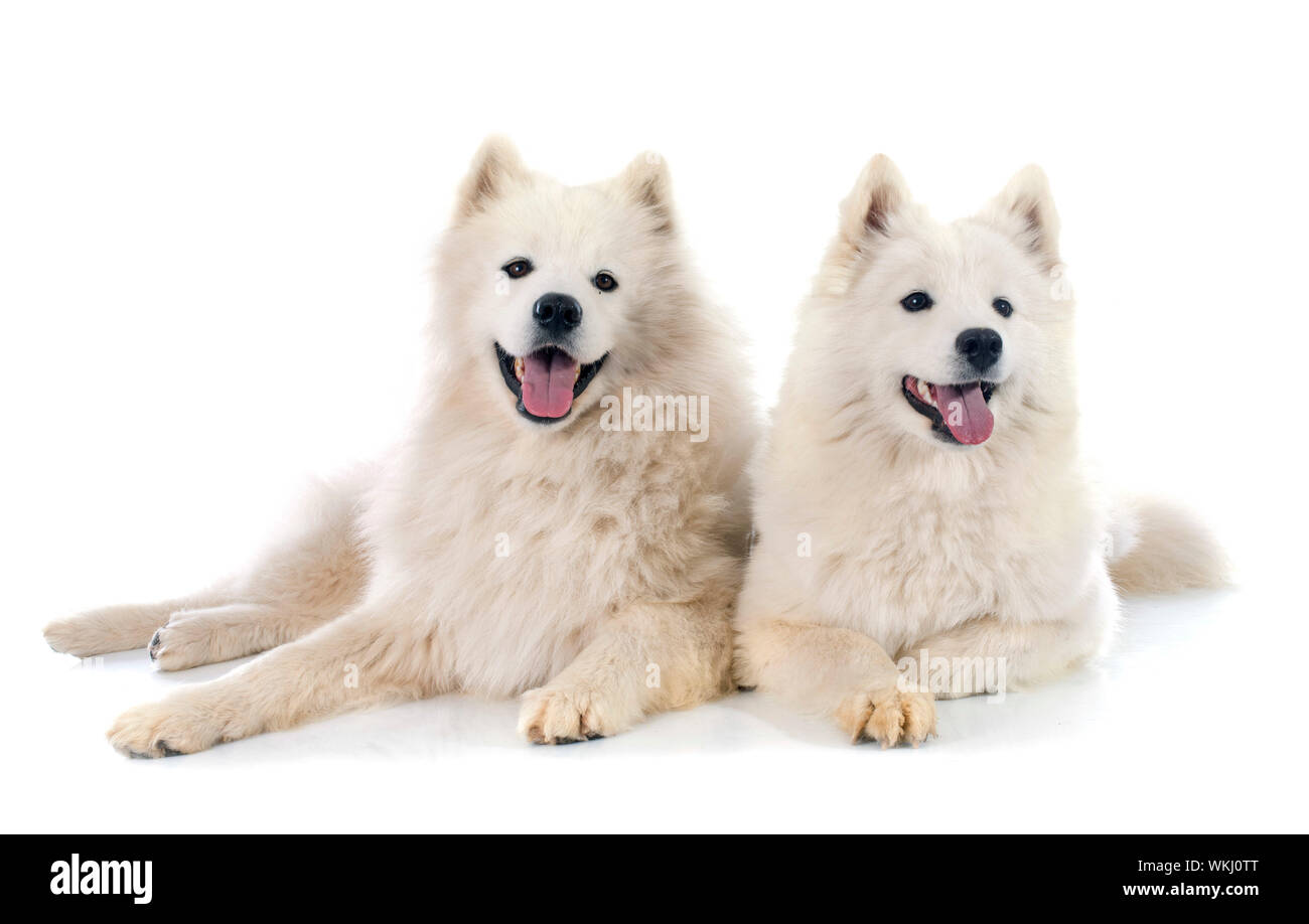two Samoyeds in front of white background Stock Photo - Alamy
