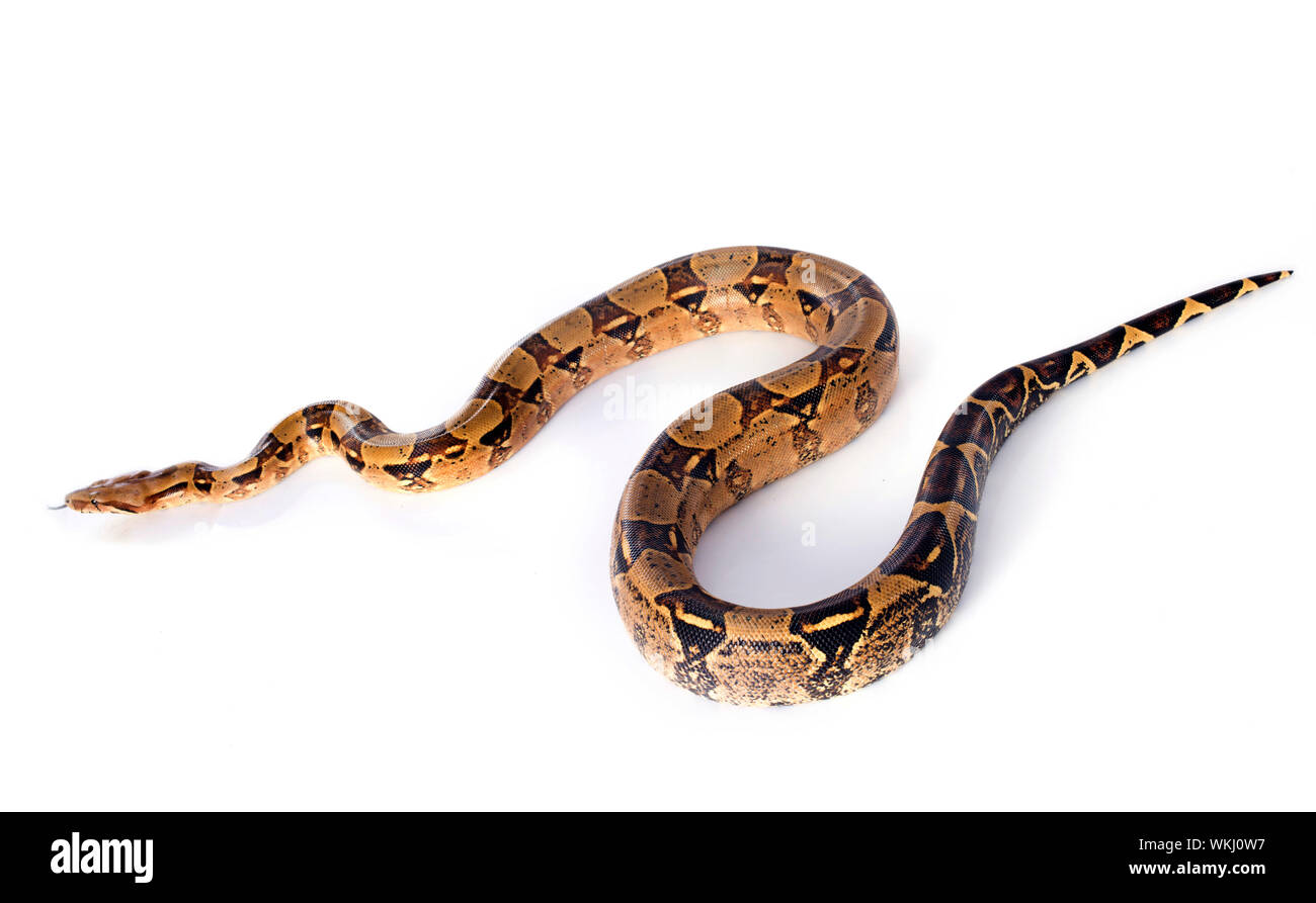 Boa constrictor in front of white background Stock Photo - Alamy