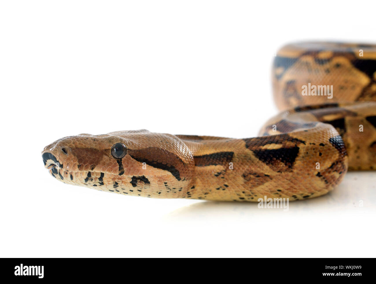Boa constrictor in front of white background Stock Photo - Alamy